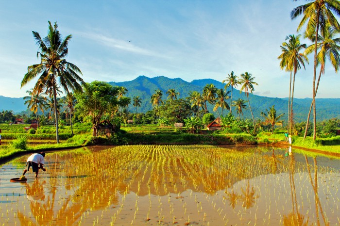 Bali v. America – Woof Magazine